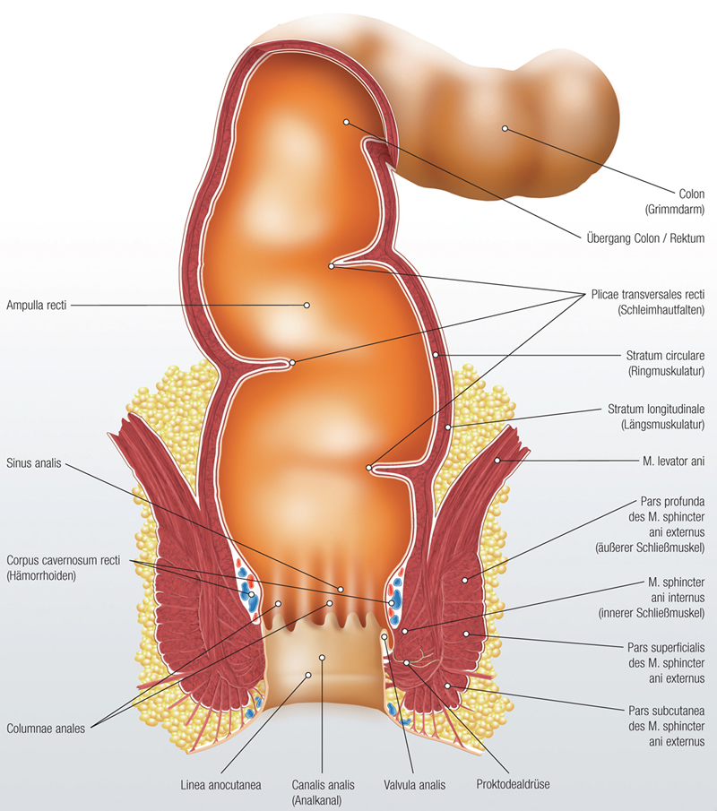Anatomie der Analregion | Rektum Stadien Hämorrhoidalleiden